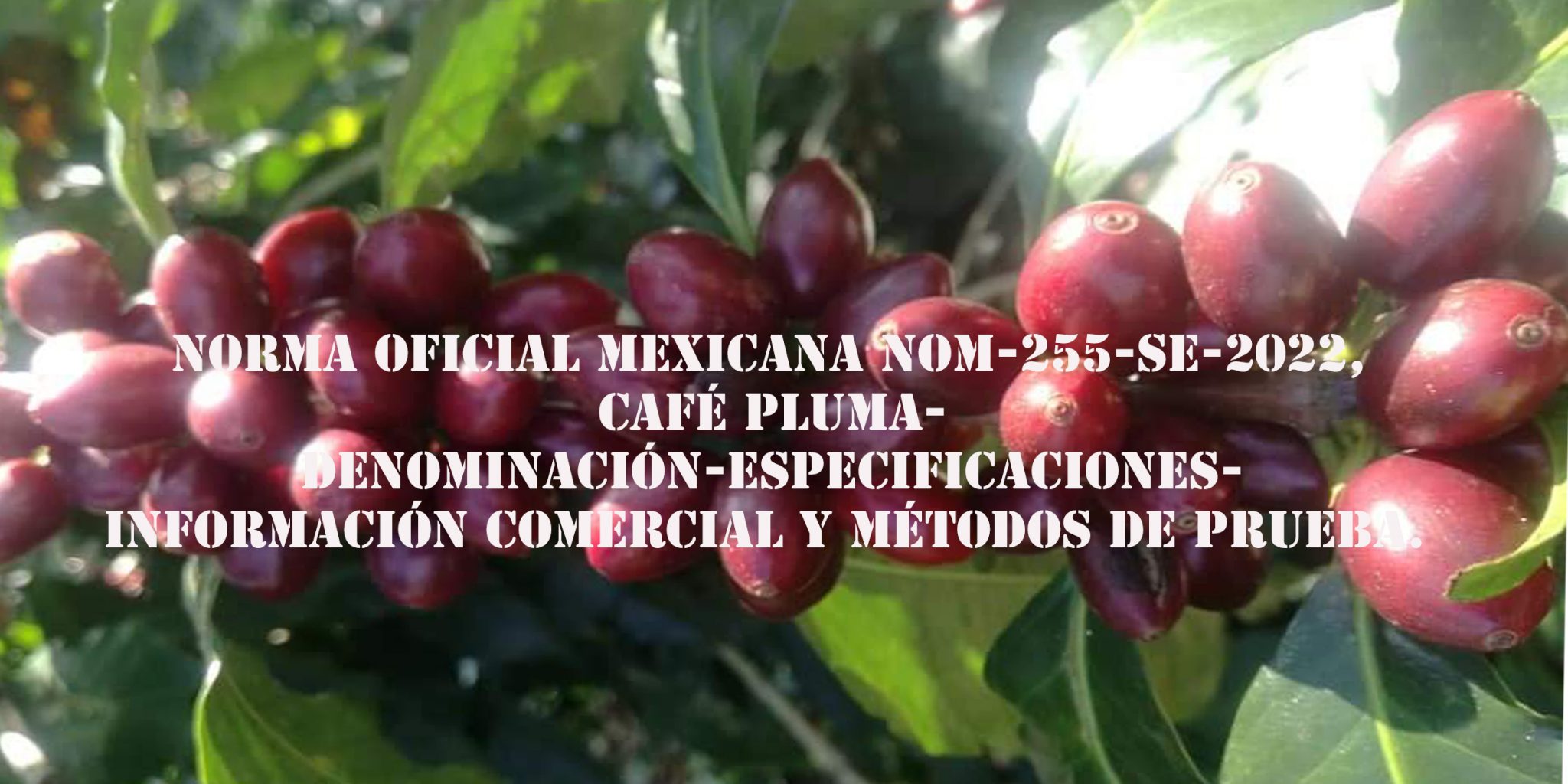 NORMA Oficial Mexicana NOM-255-SE-2022, Café Pluma-Denominación ...